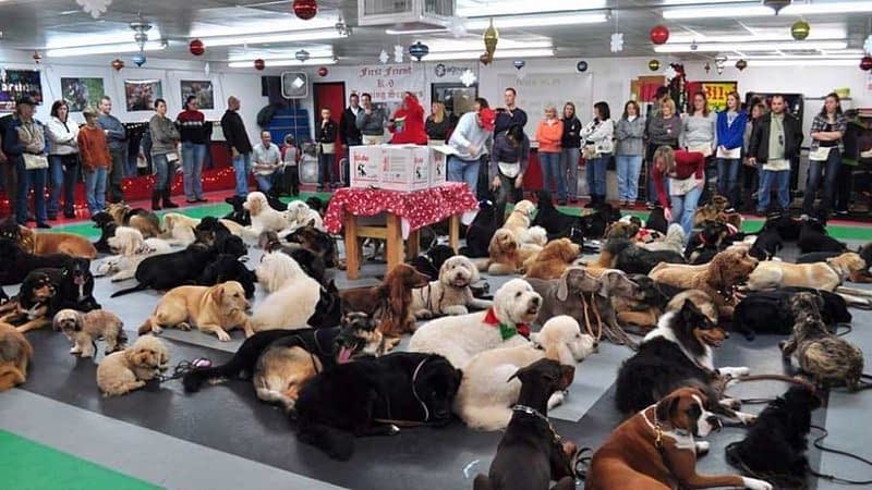 Dog Training Classes For Their People | Best In‑home Dog Training ...